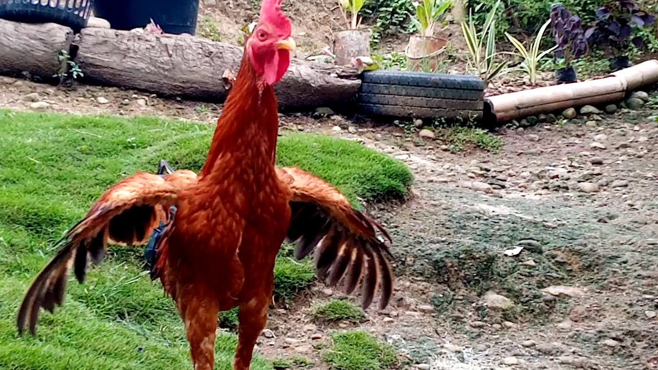 Backyard native chicken | buhay probinsya - YouTube