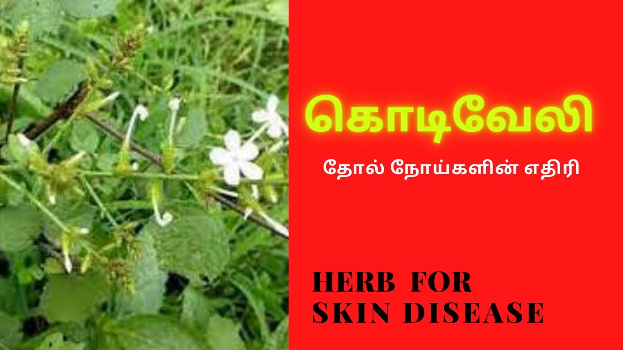 கொடிவேலி I Plumbago Zeylanica I kodiveli - YouTube
