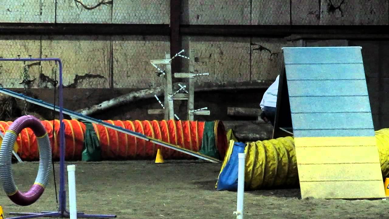 Kimma - Sequence with Jump, Tire, Tunnels, Teeter, A Frame, Dog Walk ...