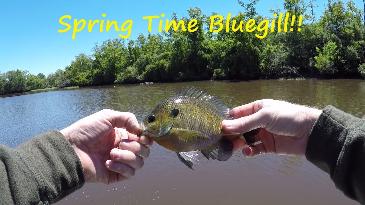 Fishing for Spawning Bluegill - Pan fishing for Bluegills - Spring 2019 ...