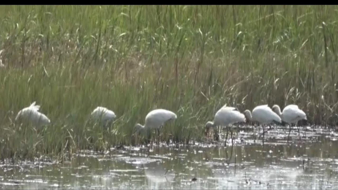 A White Ibis Flock Forage the Marsh at Pinckney Island National ...