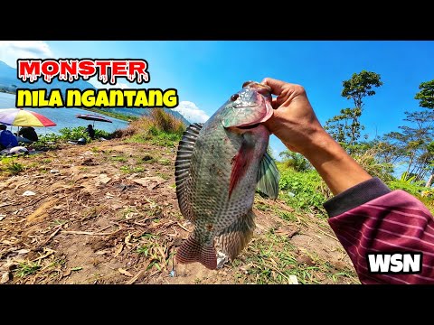 MENEGANGKAN‼️PIRANTI MICRO DI HAJAR IKAN NILA BABON || DI WADUK SELOREJO NGANTANG 