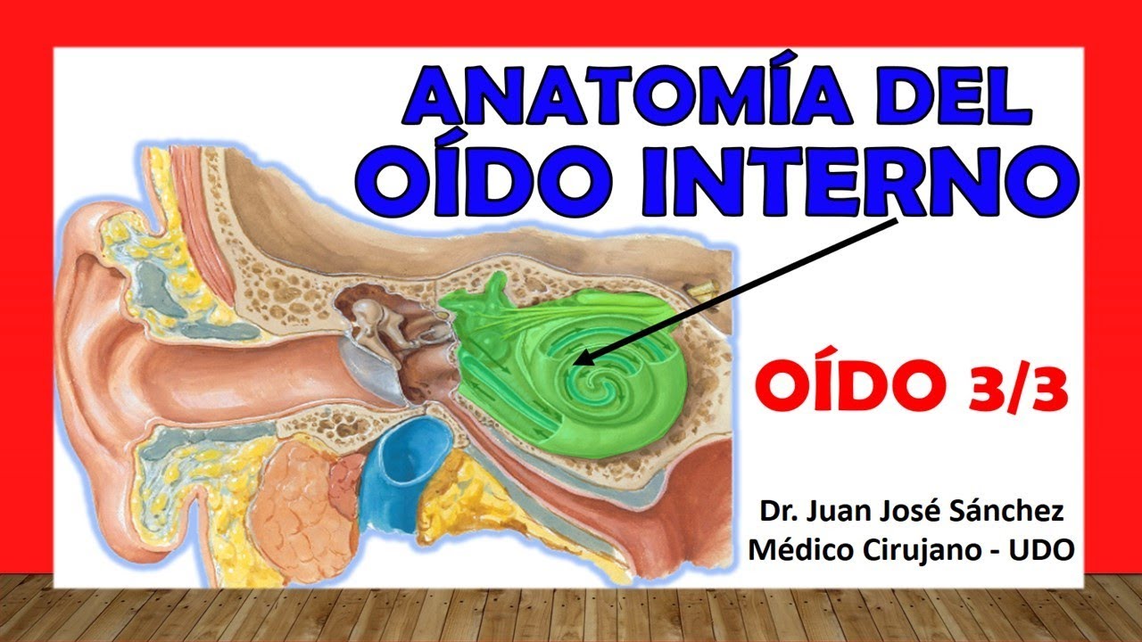 🥇 OÍDO 3/3. Anatomía del OÍDO INTERNO. Fácil, Rápida y Sencilla - YouTube