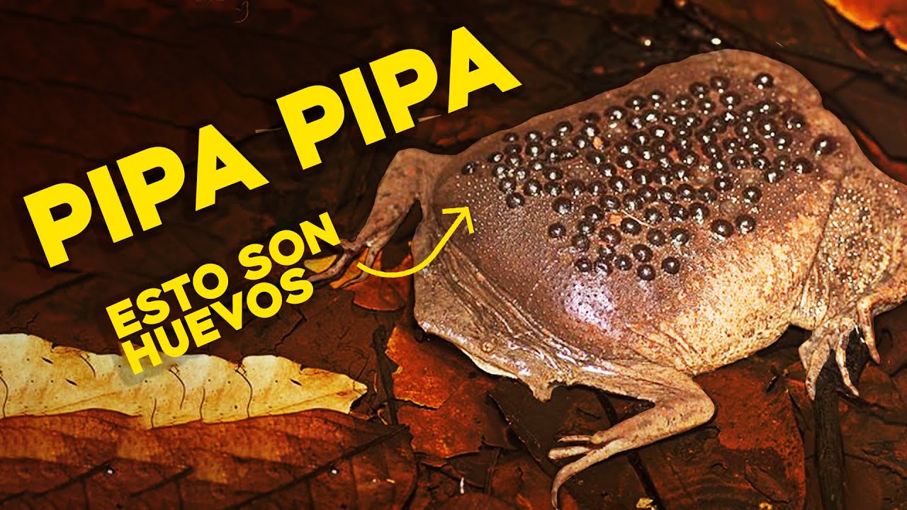 RANA PIPA PIPA - Las CRÍAS salen de su ESPALDA - YouTube