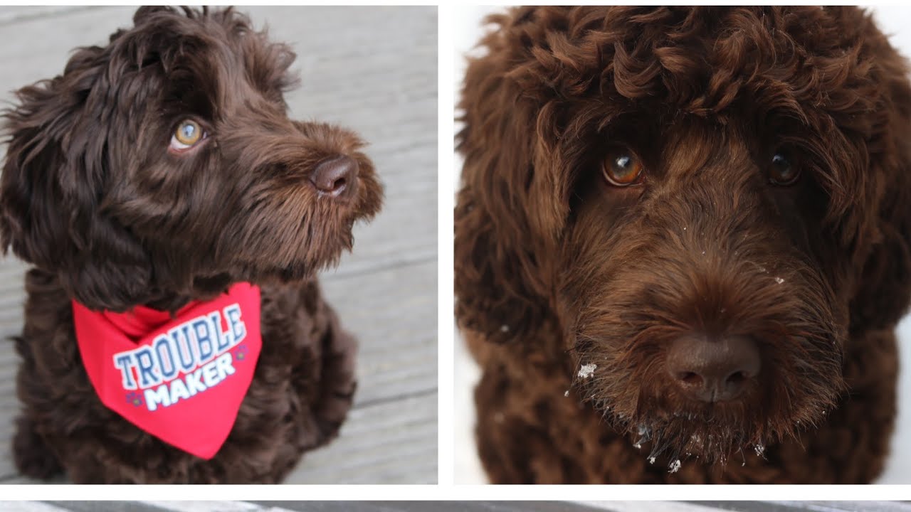Labradoodle from 2 Months Old to 1 Year - YouTube