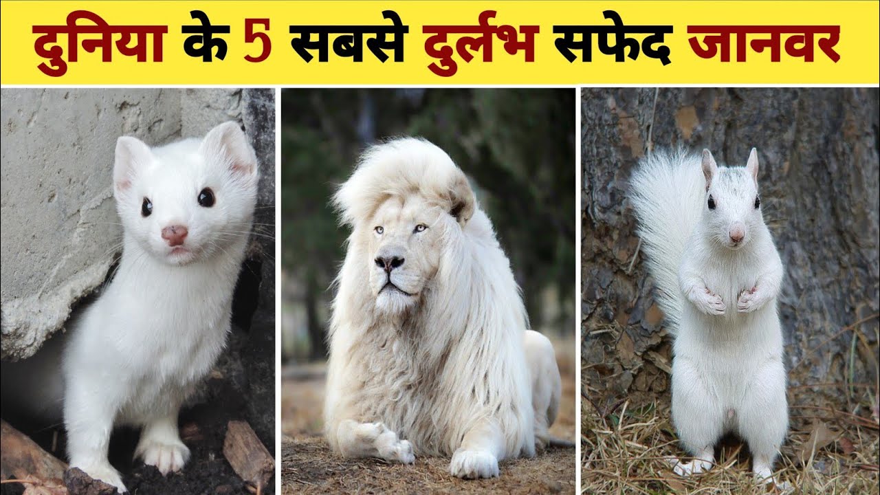 दुनिया के 5 सबसे दुर्लब सफेद जानवर।। Top 5 Rarest White Animals in The ...