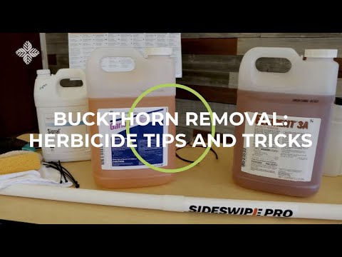 Buckthorn Removal: Herbicide Tips and Tricks - YouTube