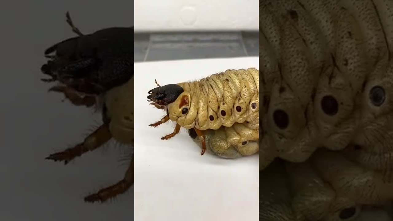 the real Chicky, Cha Cha, Boom Boom and Lala - YouTube