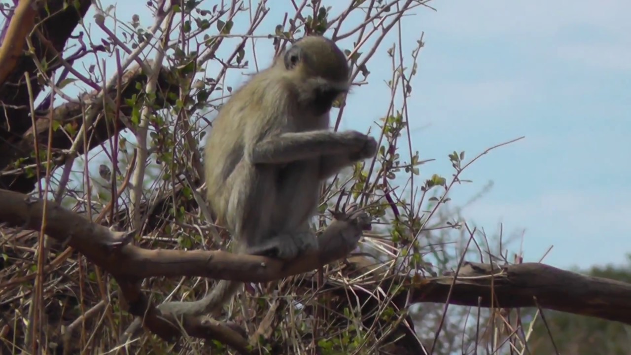 Vervet Monkeys On The Chobe River, Botswana, Africa - YouTube