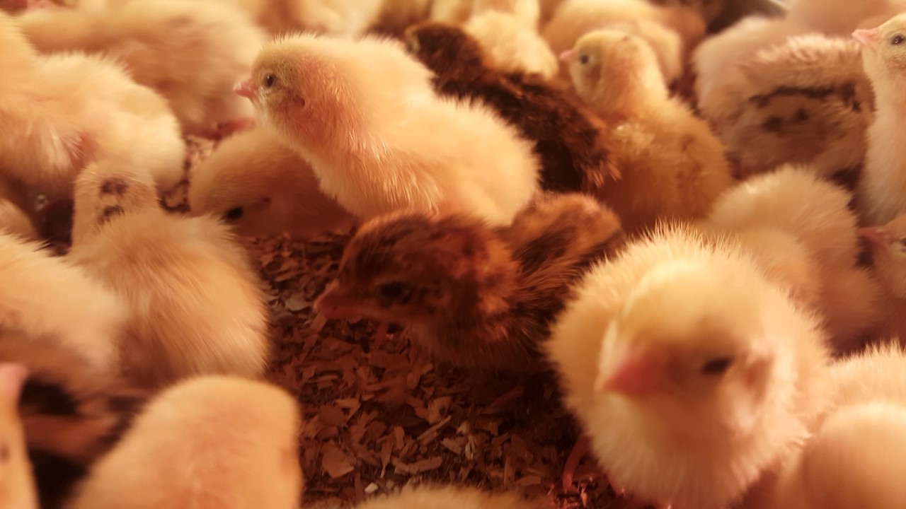 Pui de prepelite de 1 zi. Chicken Quail - YouTube