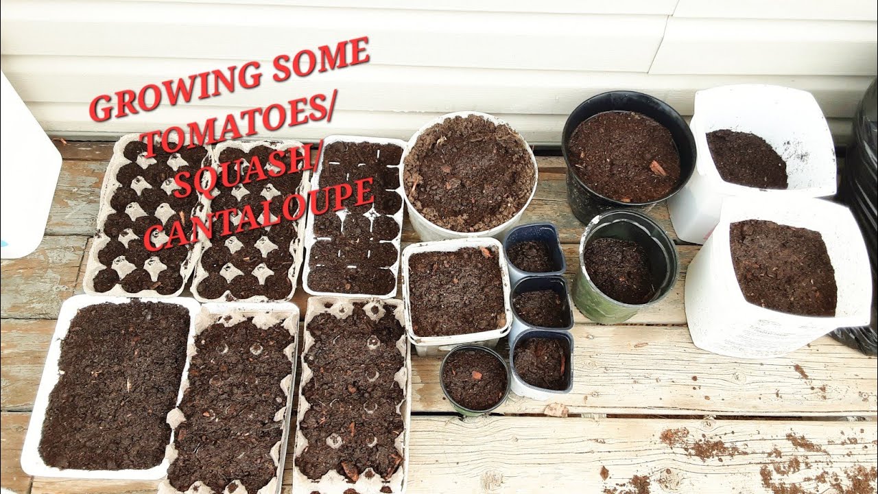 Growing Some Tomatoes, Squash and Cantaloupe for my Garden - YouTube