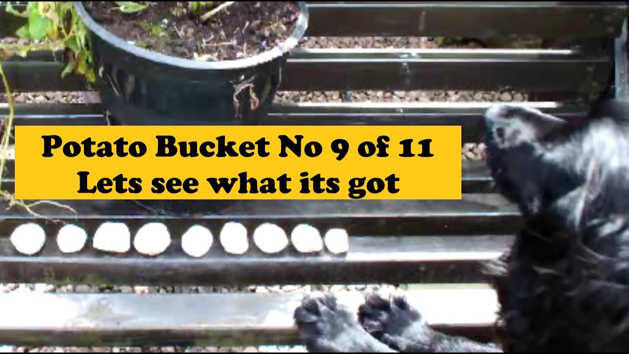 Grow 'Wonky Potatoes', this is bucket No 9 of 11 lets see what its got ...
