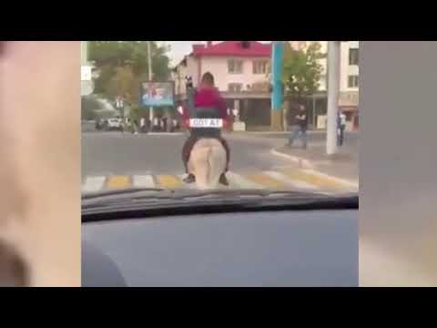 Eşeğe Plaka Ve Dikiz Aynası Takıp Trafiğe Çıkmak