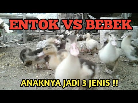 Entok vs Bebek || Anaknya jadi 3 jenis