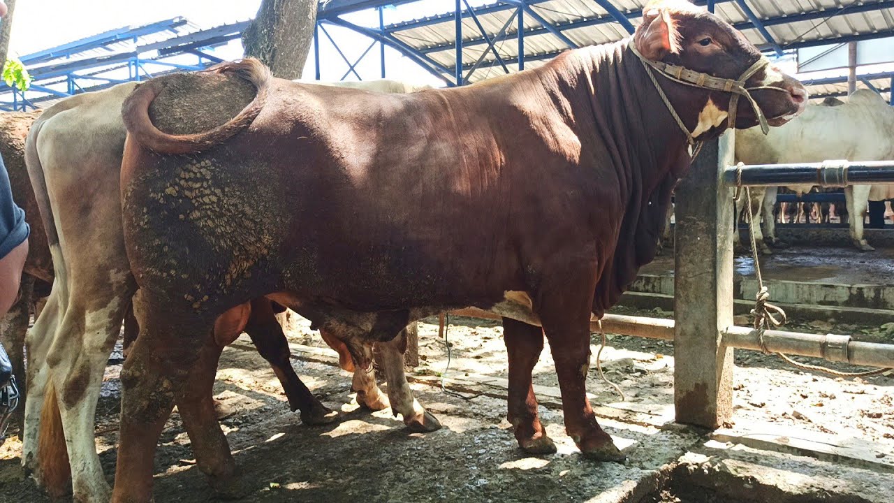 SAPI BAKALAN LIMOUSINE CROOS Super pagi Ini Jadi Pantauan Pemburu Sapi ...