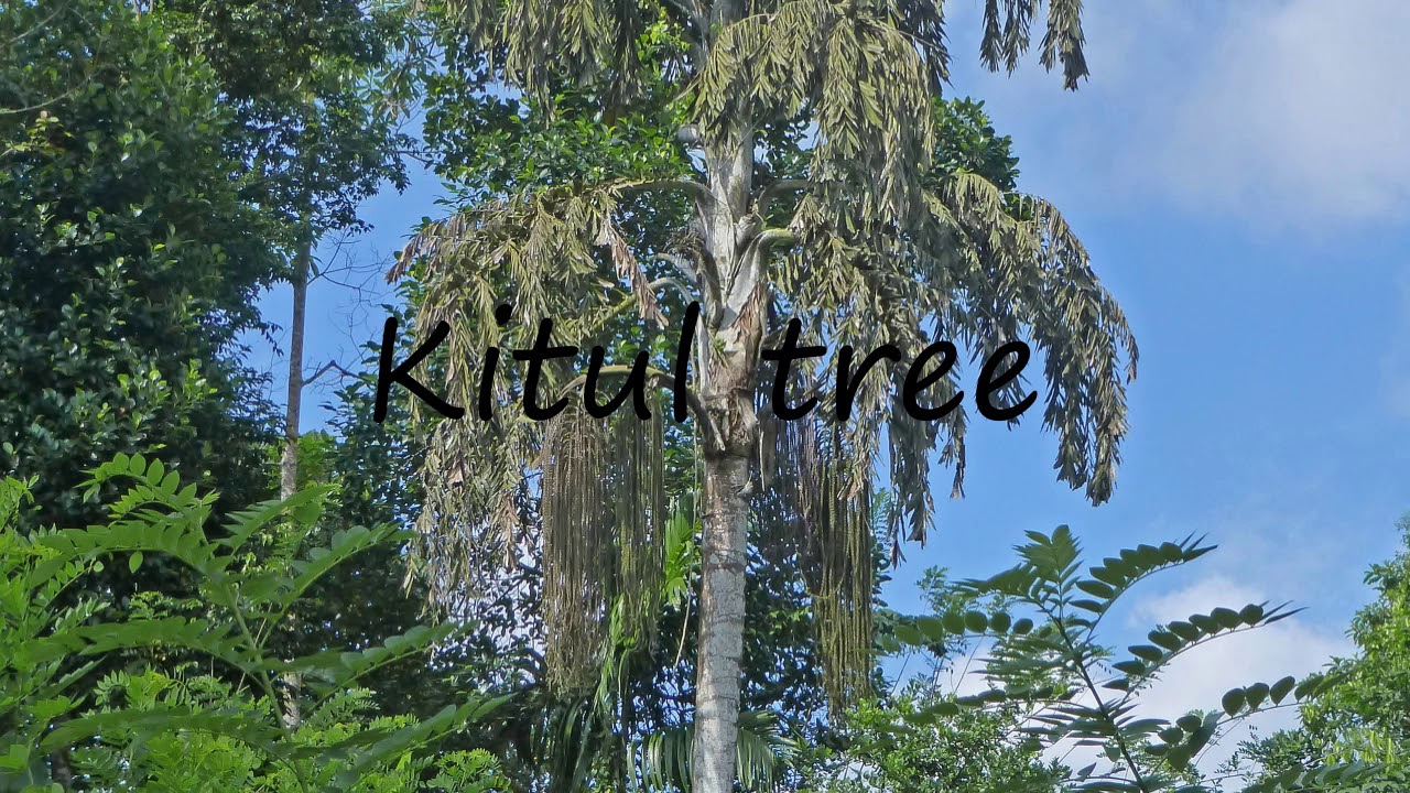 How to Pronounce Kitul tree? - YouTube