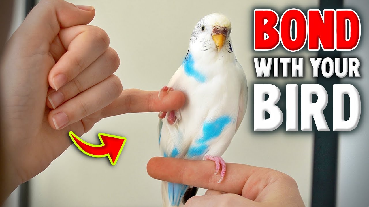 How to Gain Trust & Bond With Your Bird Compilation - YouTube