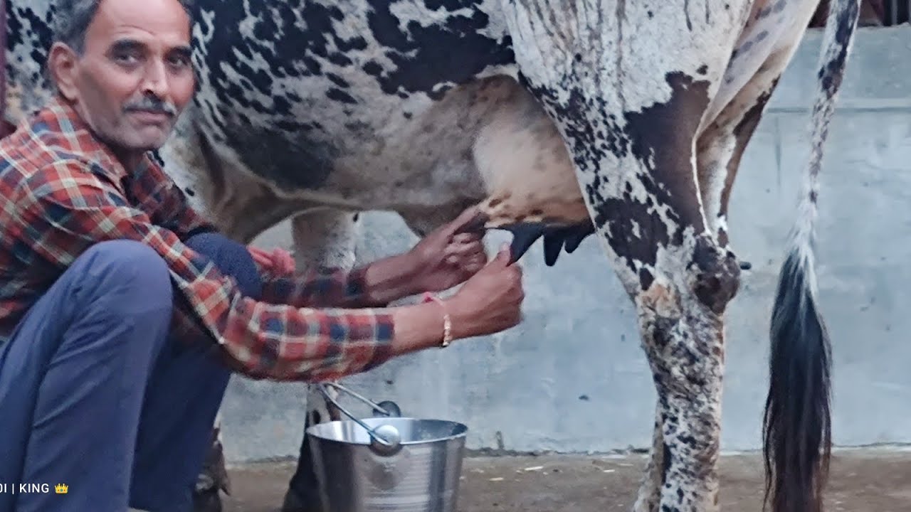 Cow Milking By Hand | Milking Cow By Hand | Cow Milking | Milking - YouTube