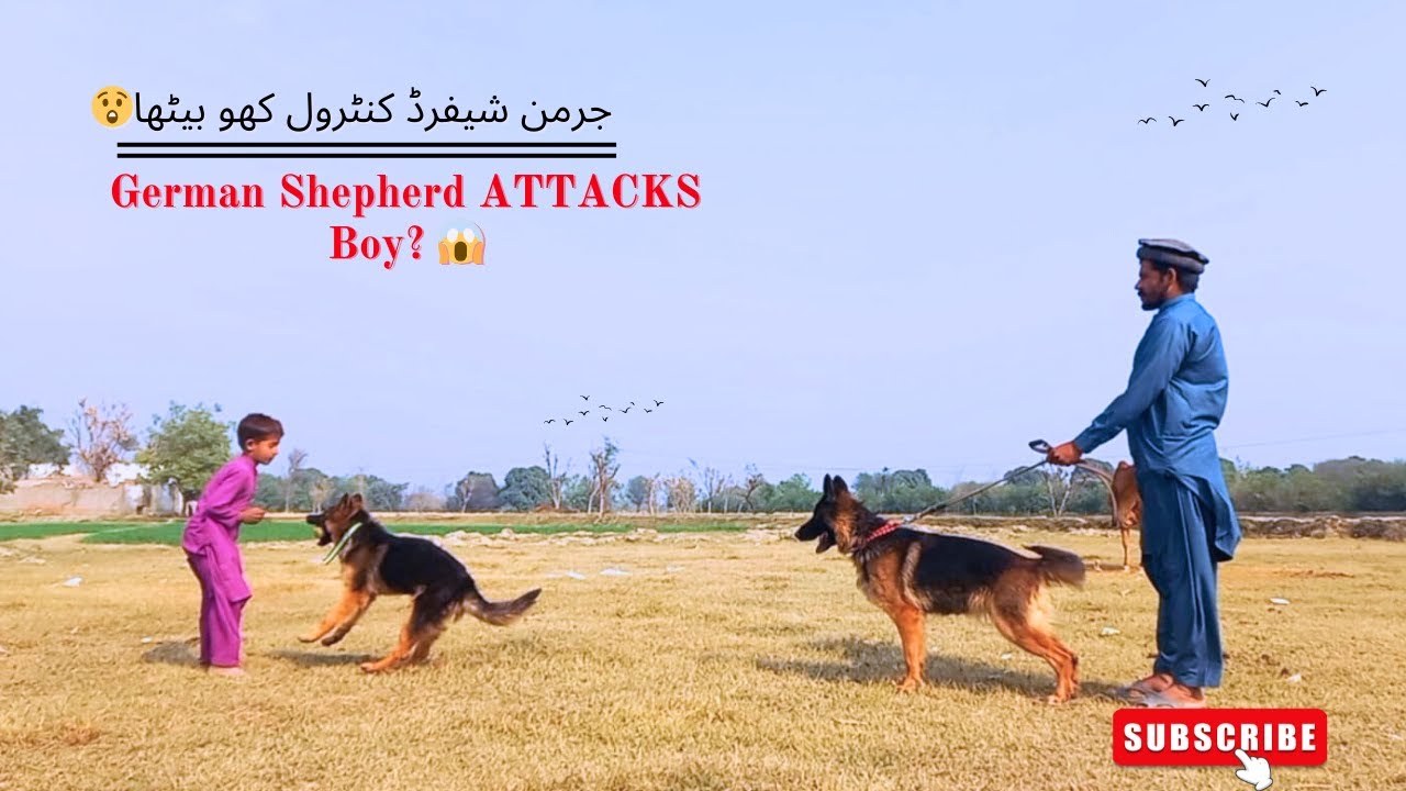 German Shepherd Playing with Ball | Amazing Training & Tricks | German ...