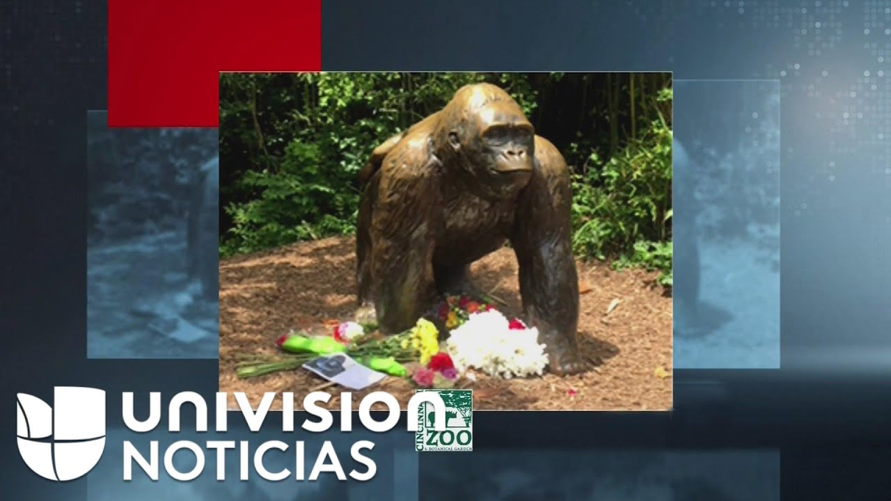 La Muerte De Los Gorilas Harambe
