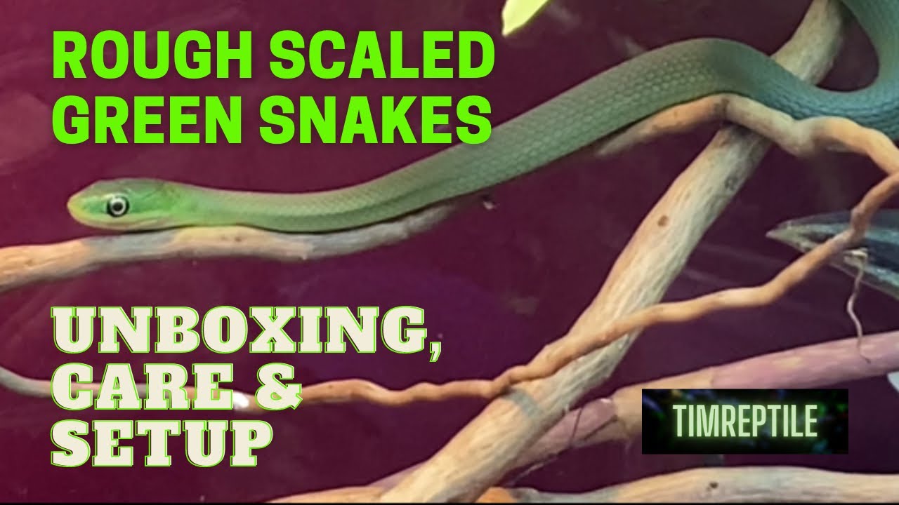 Unboxing, care and setup of Rough Scaled Green Snake Opheodrys aestivus ...