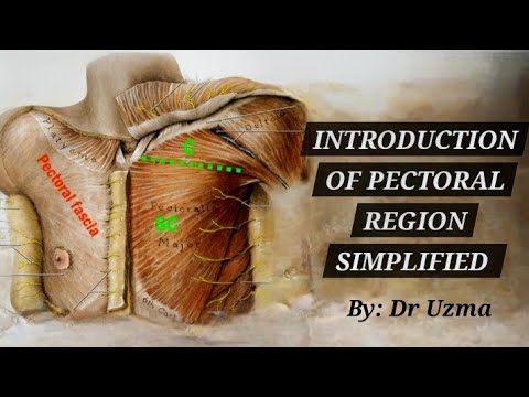 PECTORAL REGION INTRODUCTION, clavipectoral Fascia made Easy - YouTube