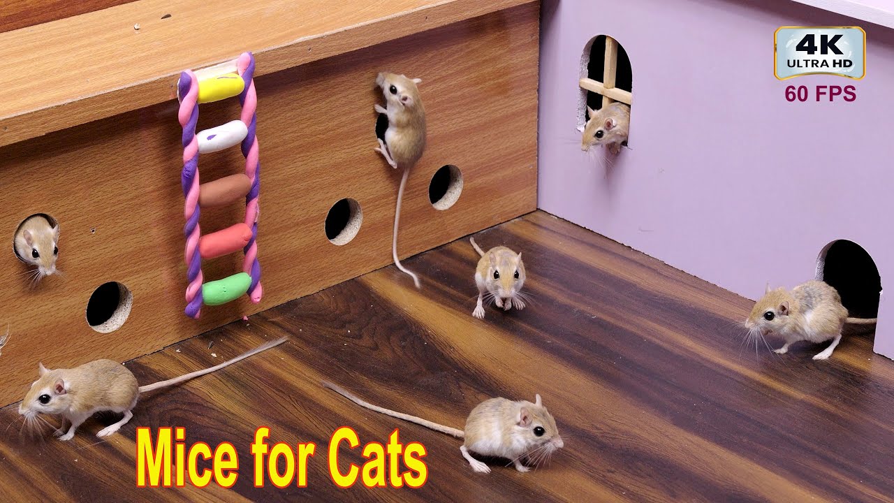 Cat Games: Mice Seek & Hide in Jerry Hole 🐭Entertainment Video for Cats ...