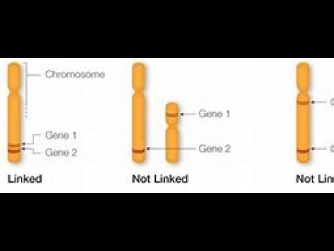 Complete linkage and incomplete linkage , Linkage group - YouTube
