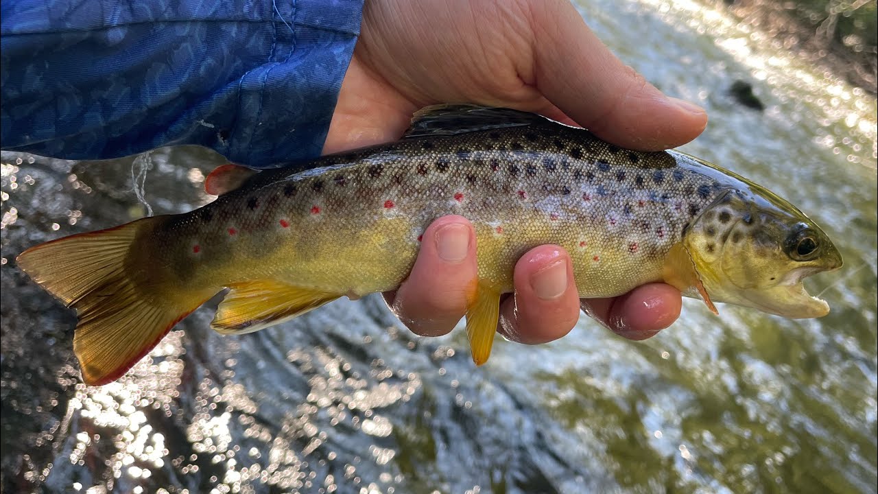 Euro Nymphing Around Spring Creek - YouTube