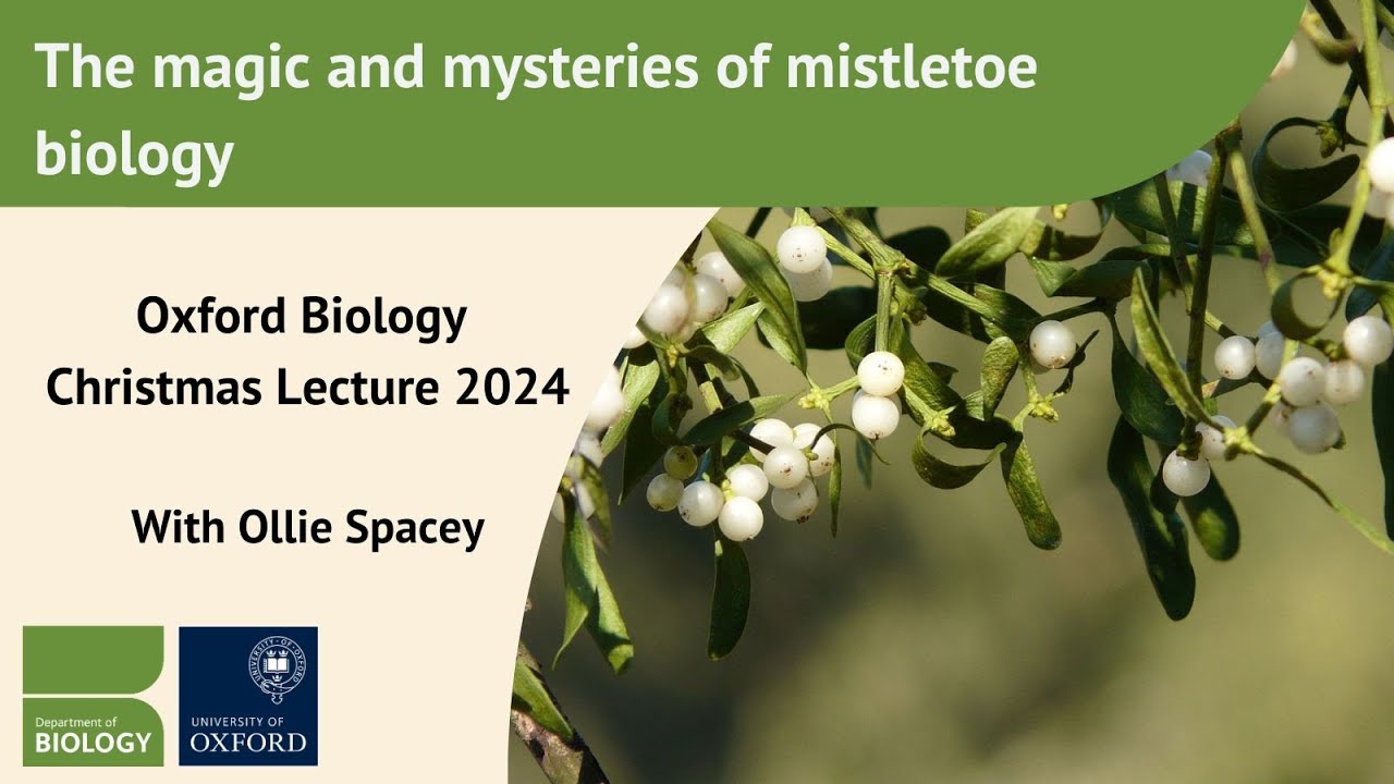 Biology Christmas Lecture 2024: The magic and mysteries of mistletoe ...