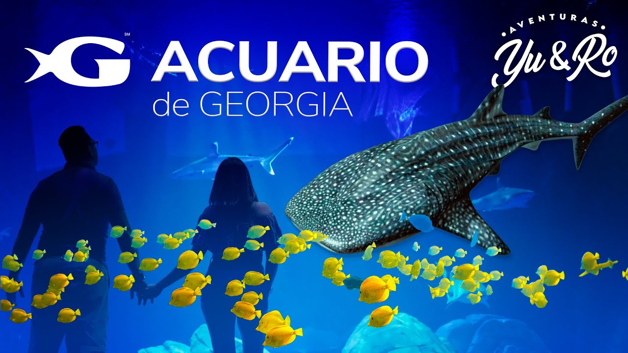 EL MEJOR ACUARIO DEL MUNDO en ATLANTA 🐠 Georgia Aquarium - YouTube