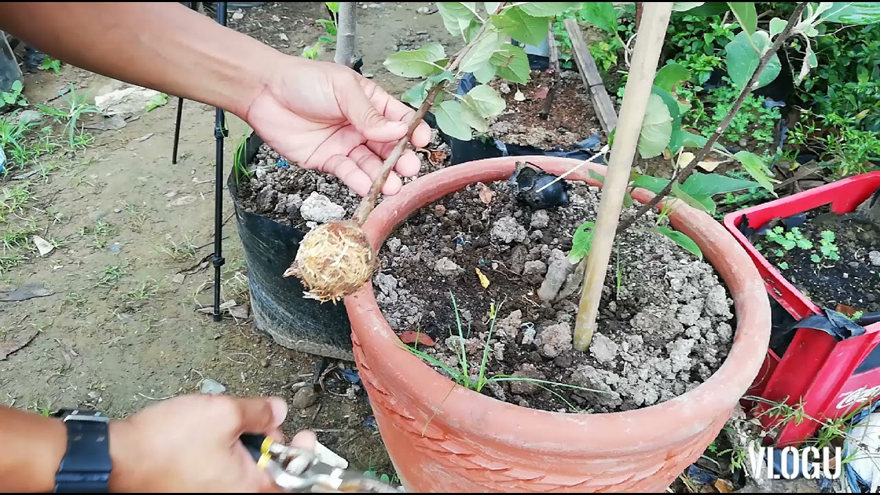Apple Propagation... Marcotted-Grafted🍎🍏 - YouTube