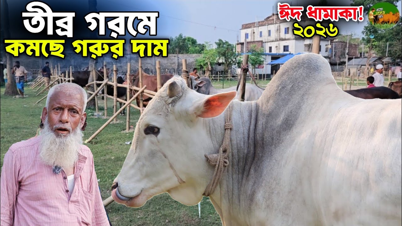 জমে উঠেছে ২০২৬ কুরবানির হাট! রাজার হাটে রাজকীয় ছাগল। @AgroknowledgeBD ...