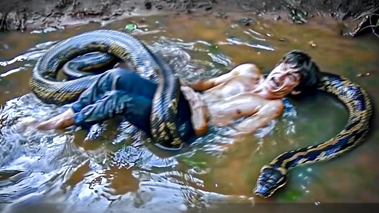 20 DEADLIEST Snake Encounters Caught On Camera - YouTube