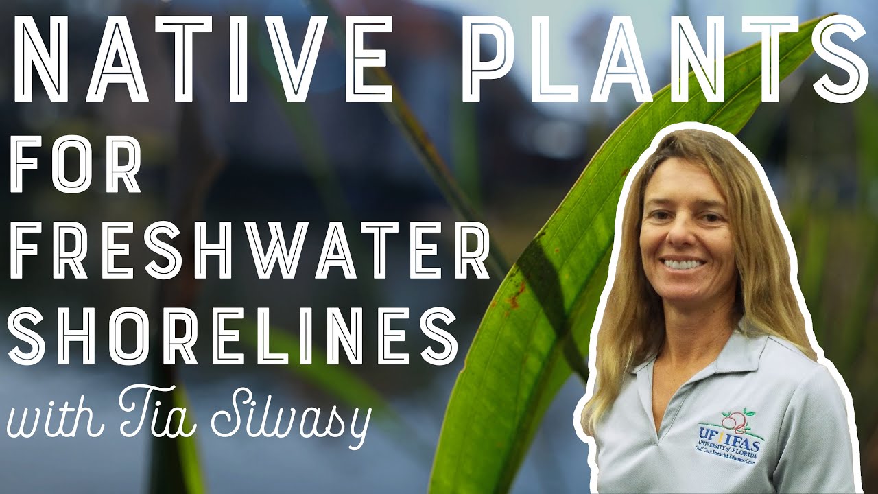 Native Plants for Freshwater Shorelines with Tia Silvasy 4K - YouTube