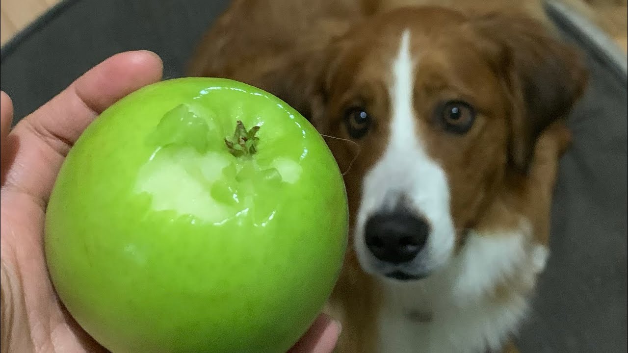 Dog attempts to eat green apple whole - YouTube