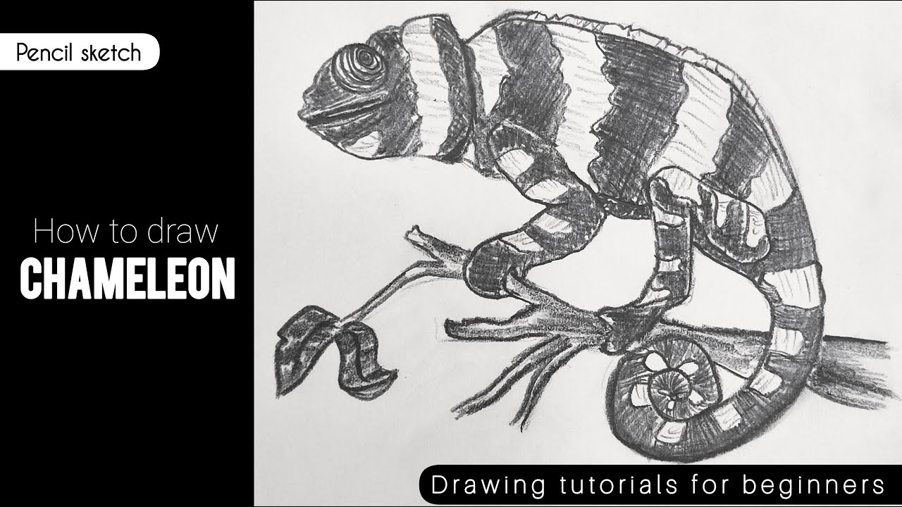 How to draw chameleon | pencil sketch| drawing tutorials for beginners ...
