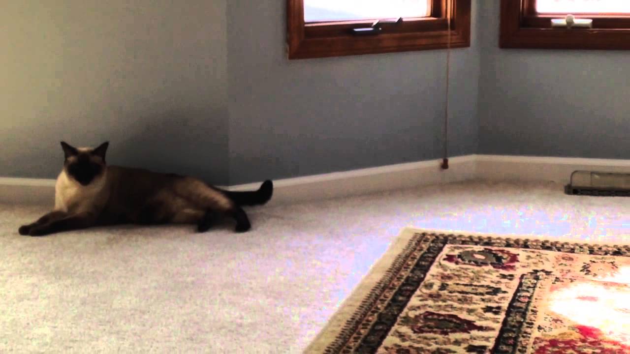 Cats Fighting- Balinese - Siamese Cats - YouTube
