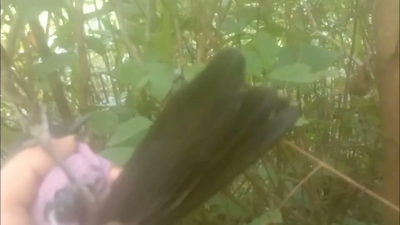 hnub no rov mus cuab noog ua si dua nawb - YouTube