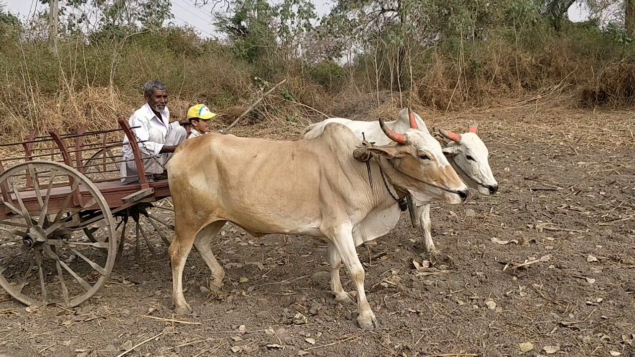 Bullock cart ride experience - YouTube