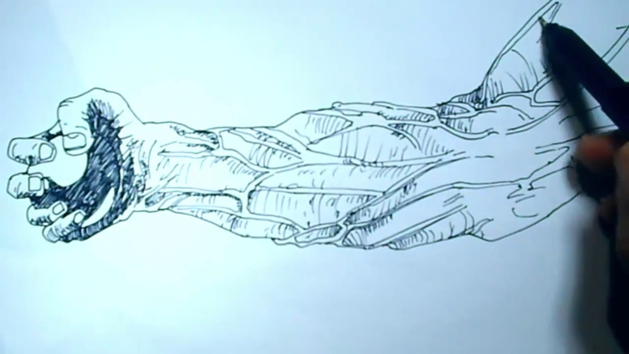 Como desenhar braço definido com veias passo a passo / desenho facil ...