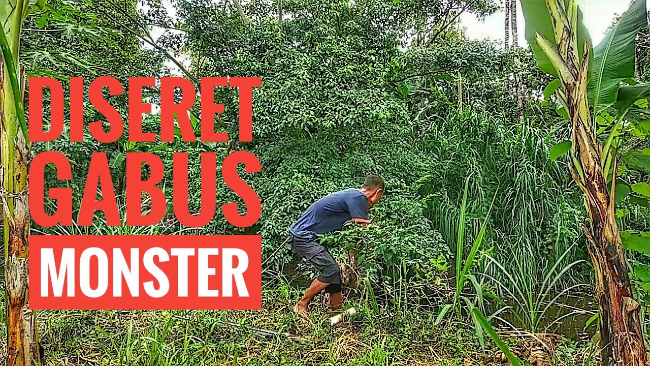 Nembak GABUS MONSTER disekitaran bendungan Leko pancing. Paser mania ...