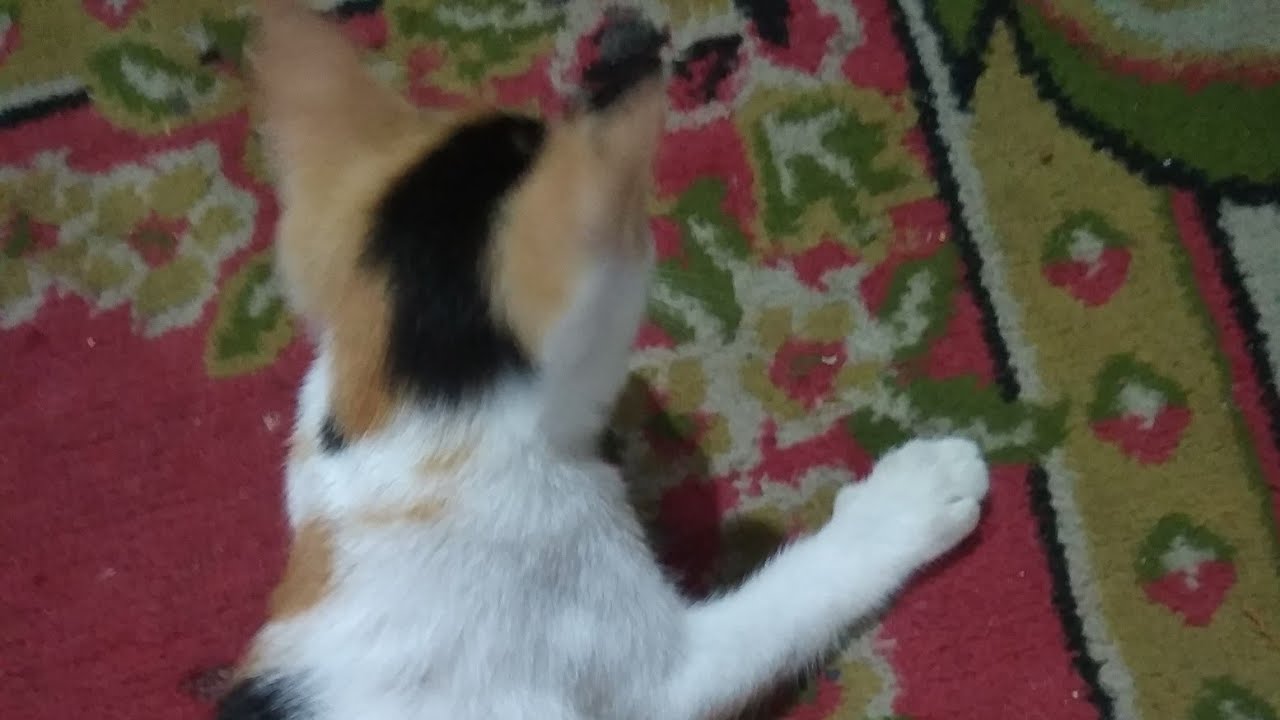 Kucing Main Akting - YouTube