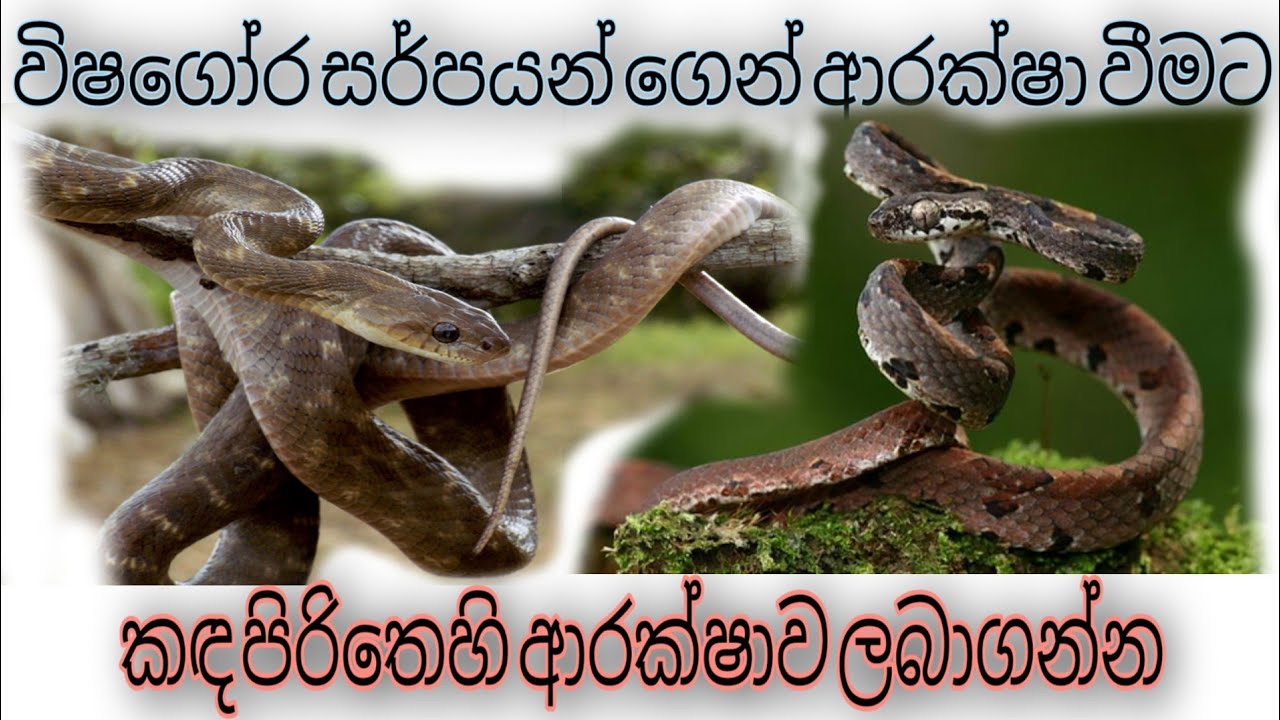කඳ පිරිත / Kanda piritha - YouTube