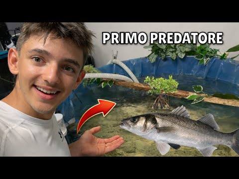 Trasferisco la mia SPIGOLA nella vasca marina di 1000 litri! 
