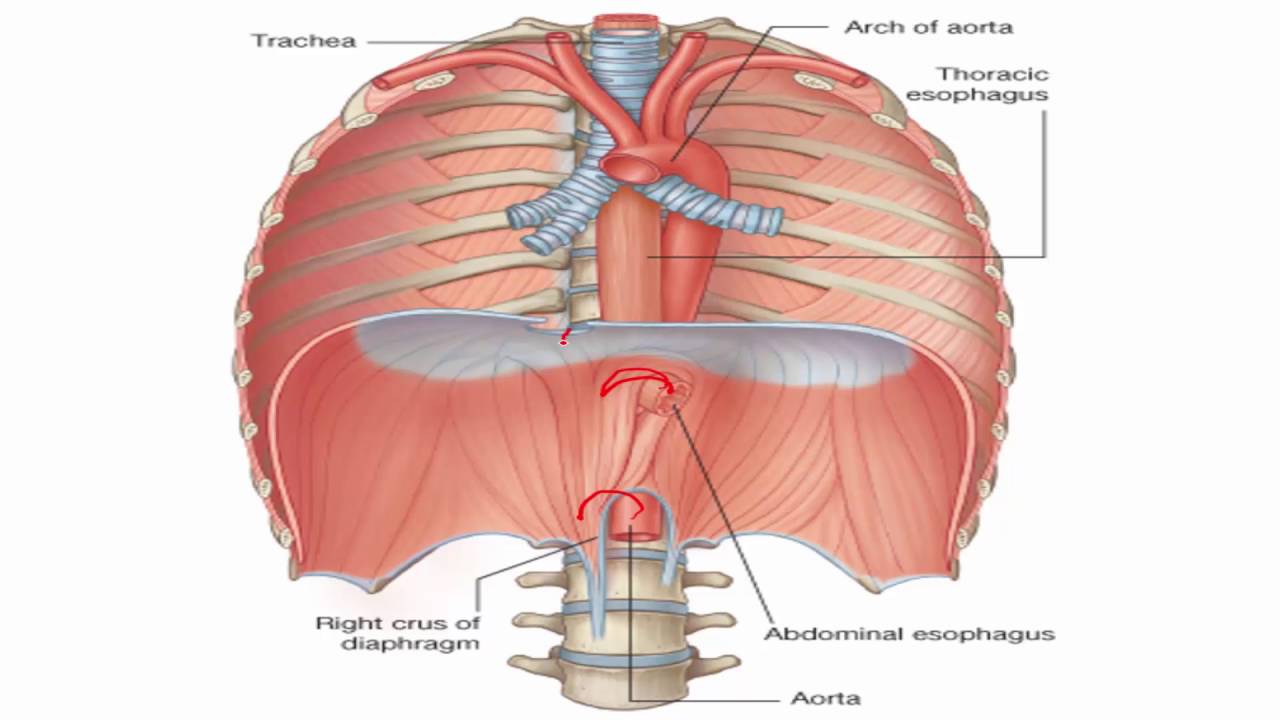 Diaphragm Anatomy Anatomical Charts And Posters