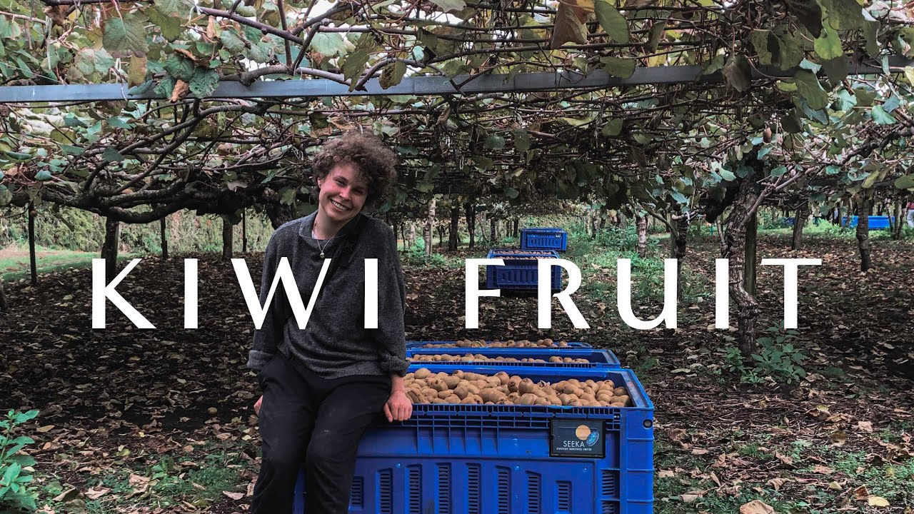 Picking Kiwi Fruit in New Zealand - YouTube