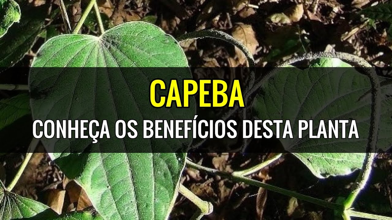 CAPEBA O QUE É? Conheça os BENEFÍCIOS desta PLANTA PODEROSA! - YouTube