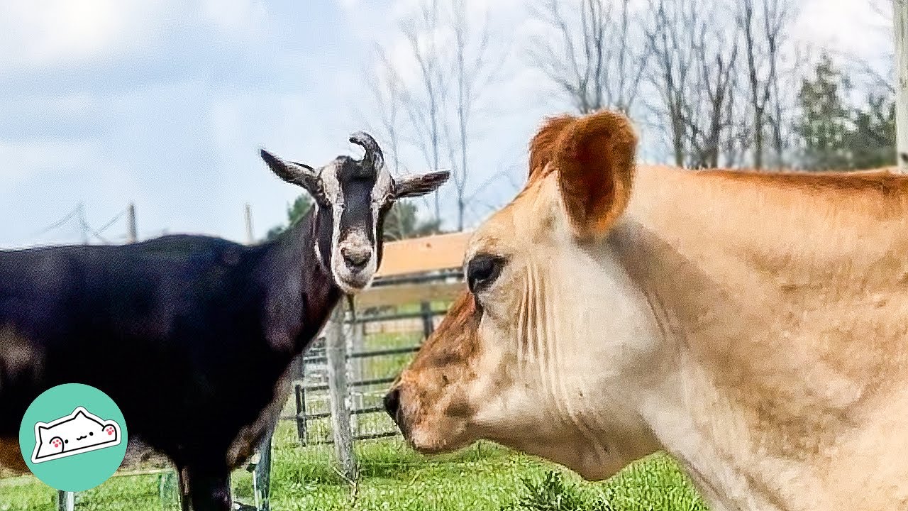 Goat Cuddles With Cow in Winter Time. In Summer They Play | Cuddle ...