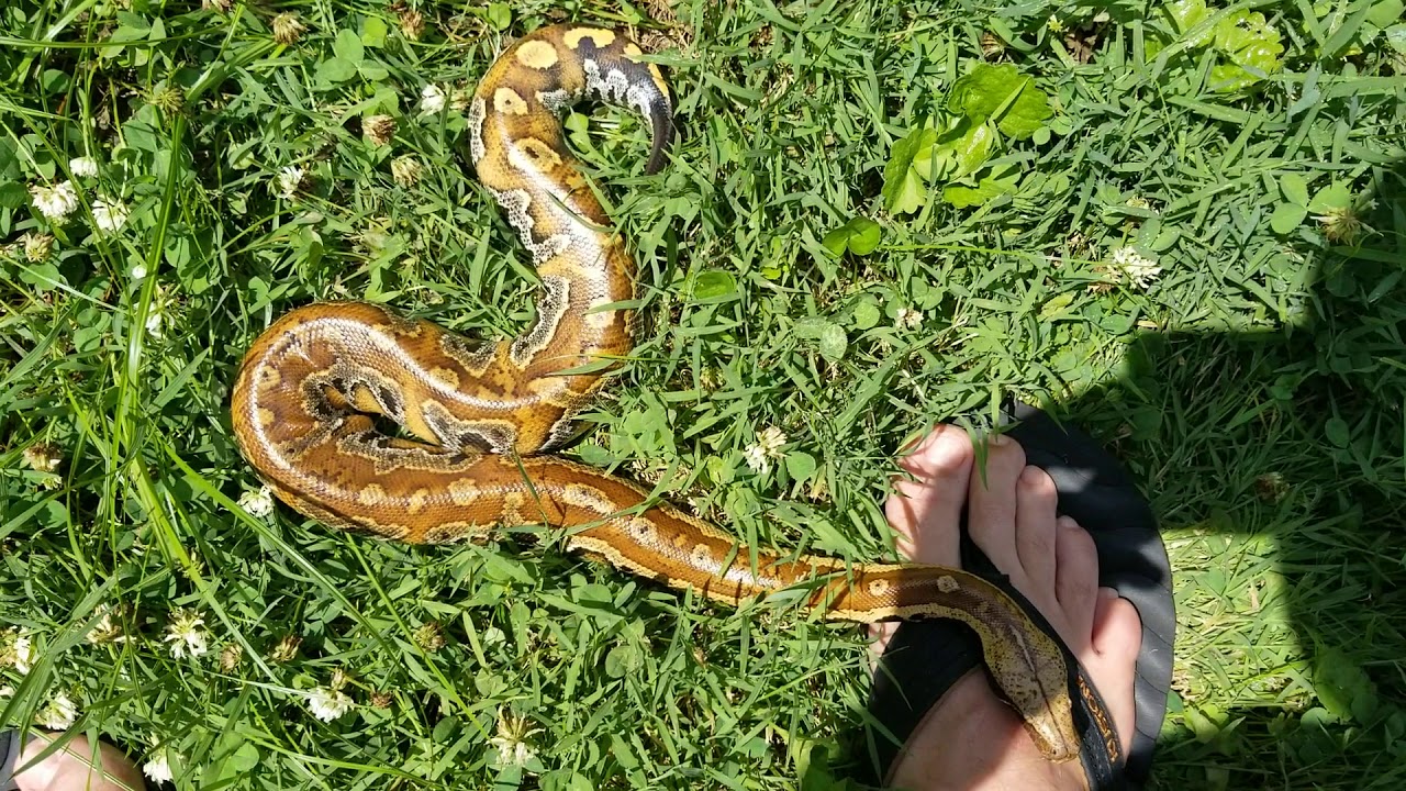 Snakes in my yard part 2! - YouTube